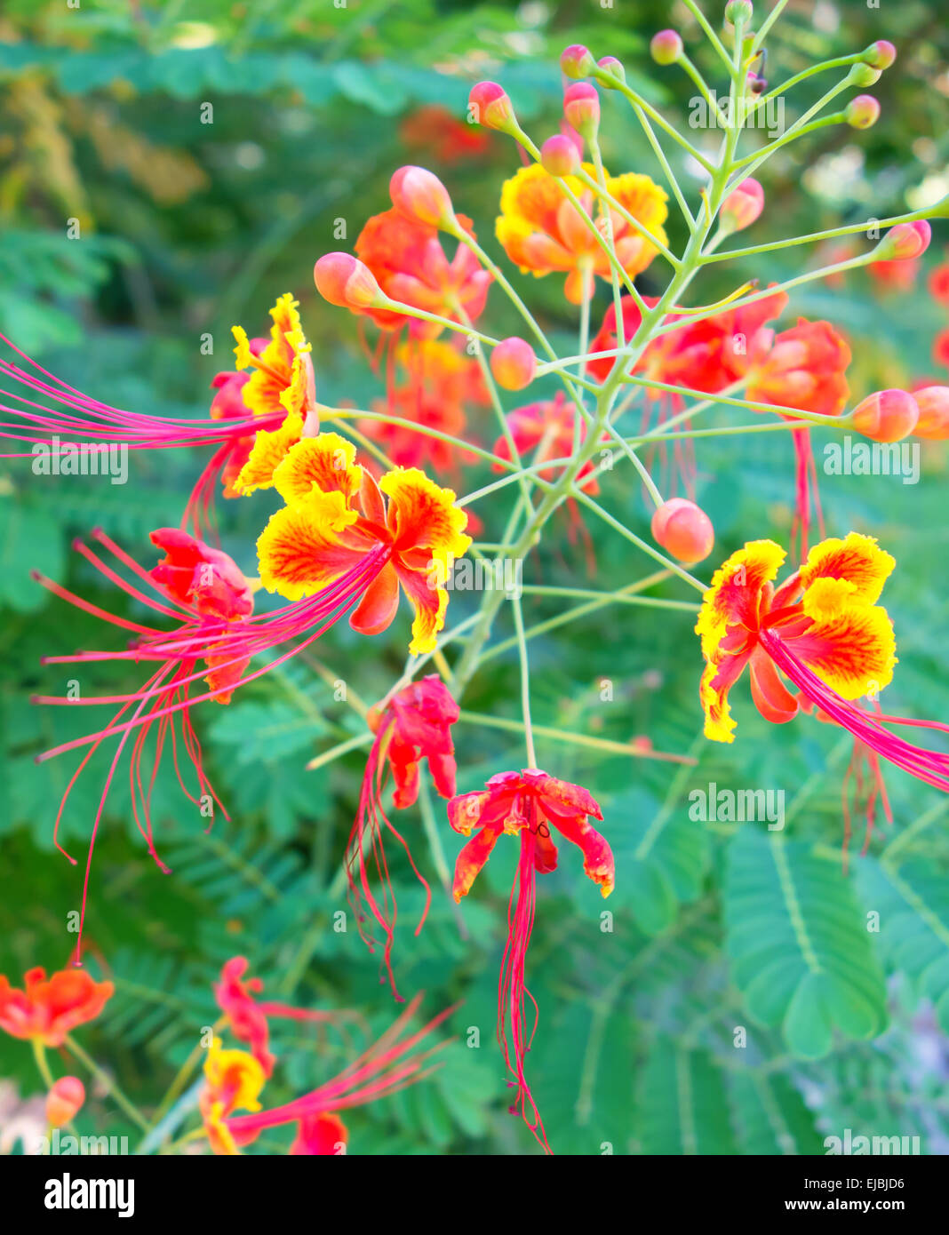 Peacock flower tree hi-res stock photography and images - Alamy
