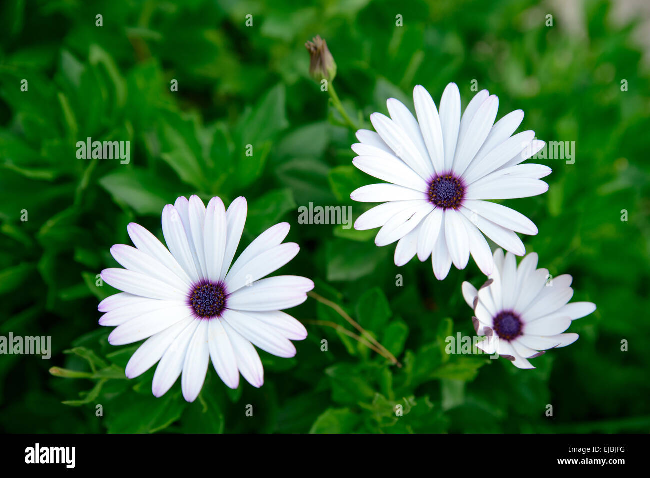 white flowers close-up Stock Photo - Alamy