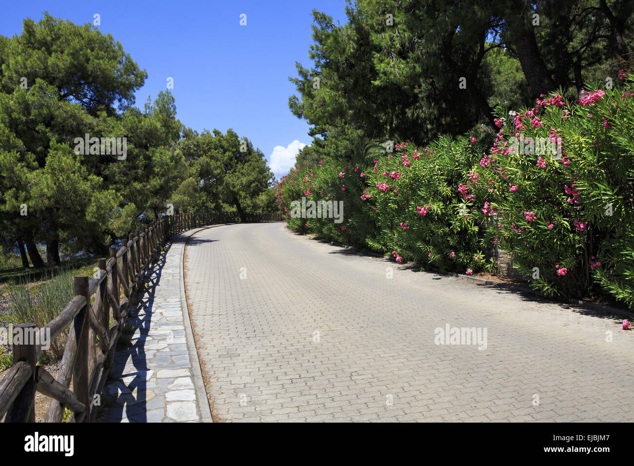 Pavement road and blooming vegetation Stock Photo - Alamy