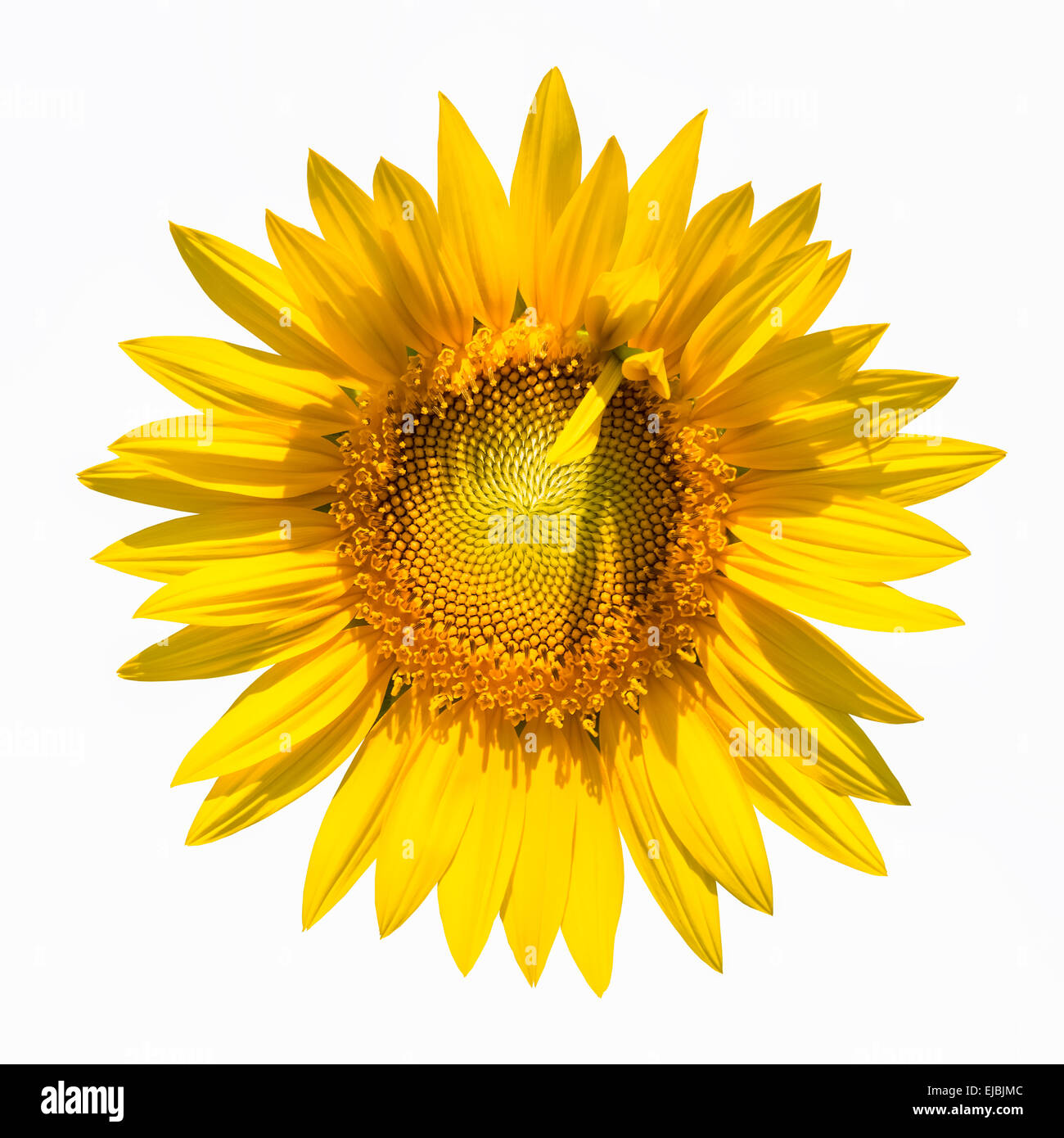 sunflower flower isolated Stock Photo - Alamy