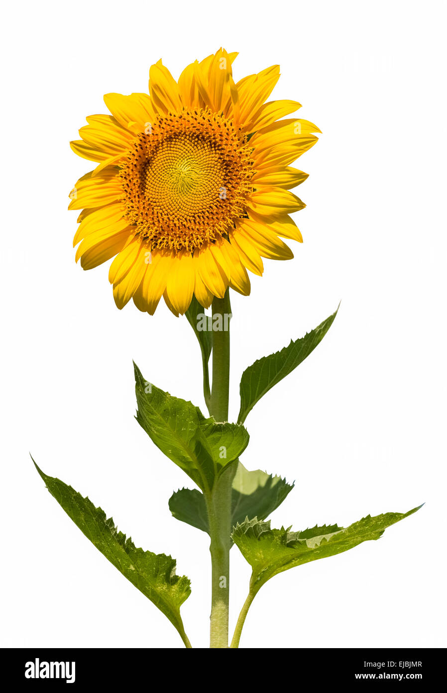 Sunflower stem hi-res stock photography and images - Alamy