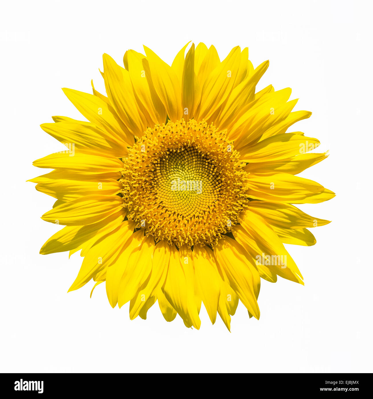 sunflower flower isolated Stock Photo - Alamy