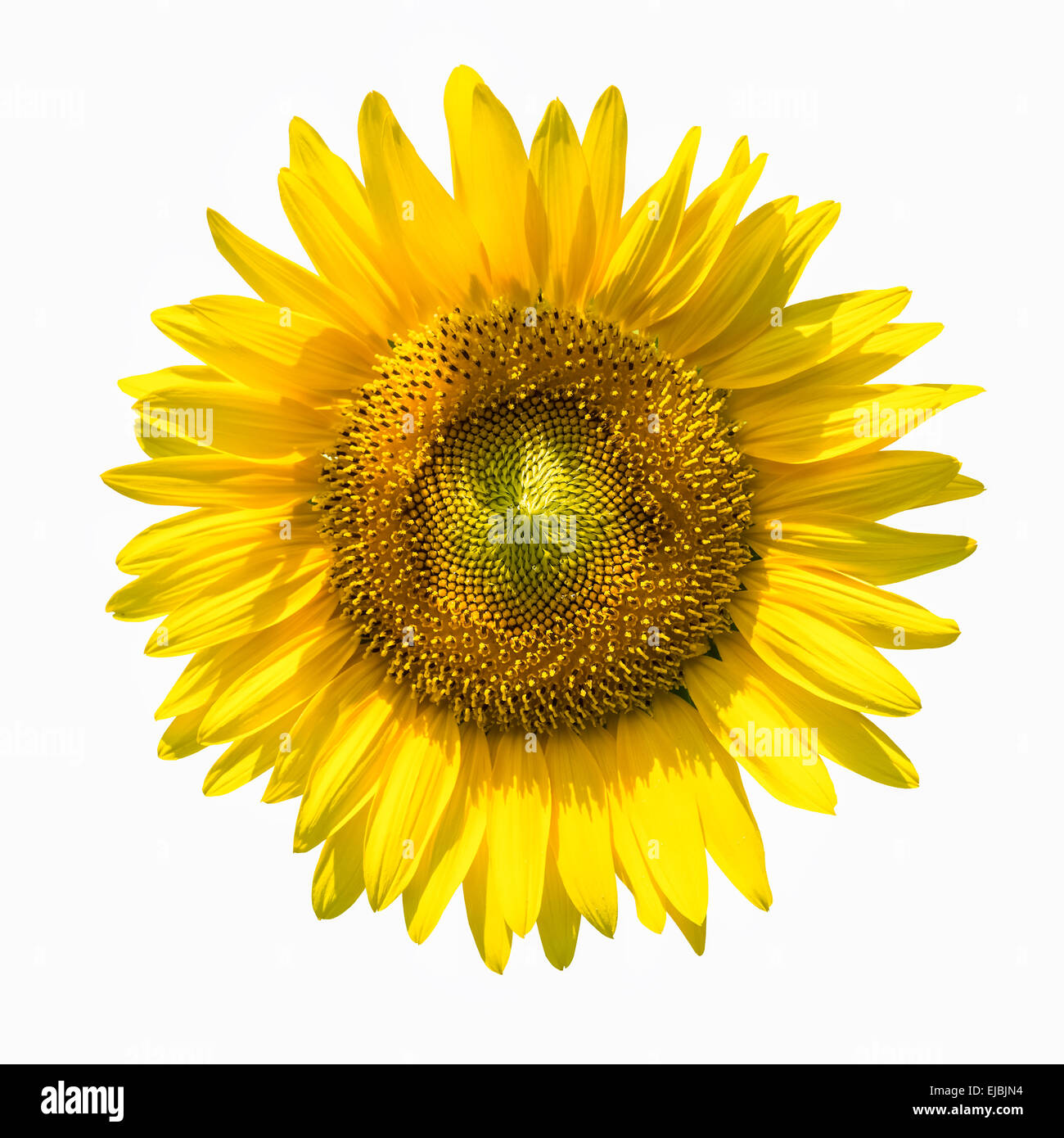 sunflower flower isolated Stock Photo - Alamy