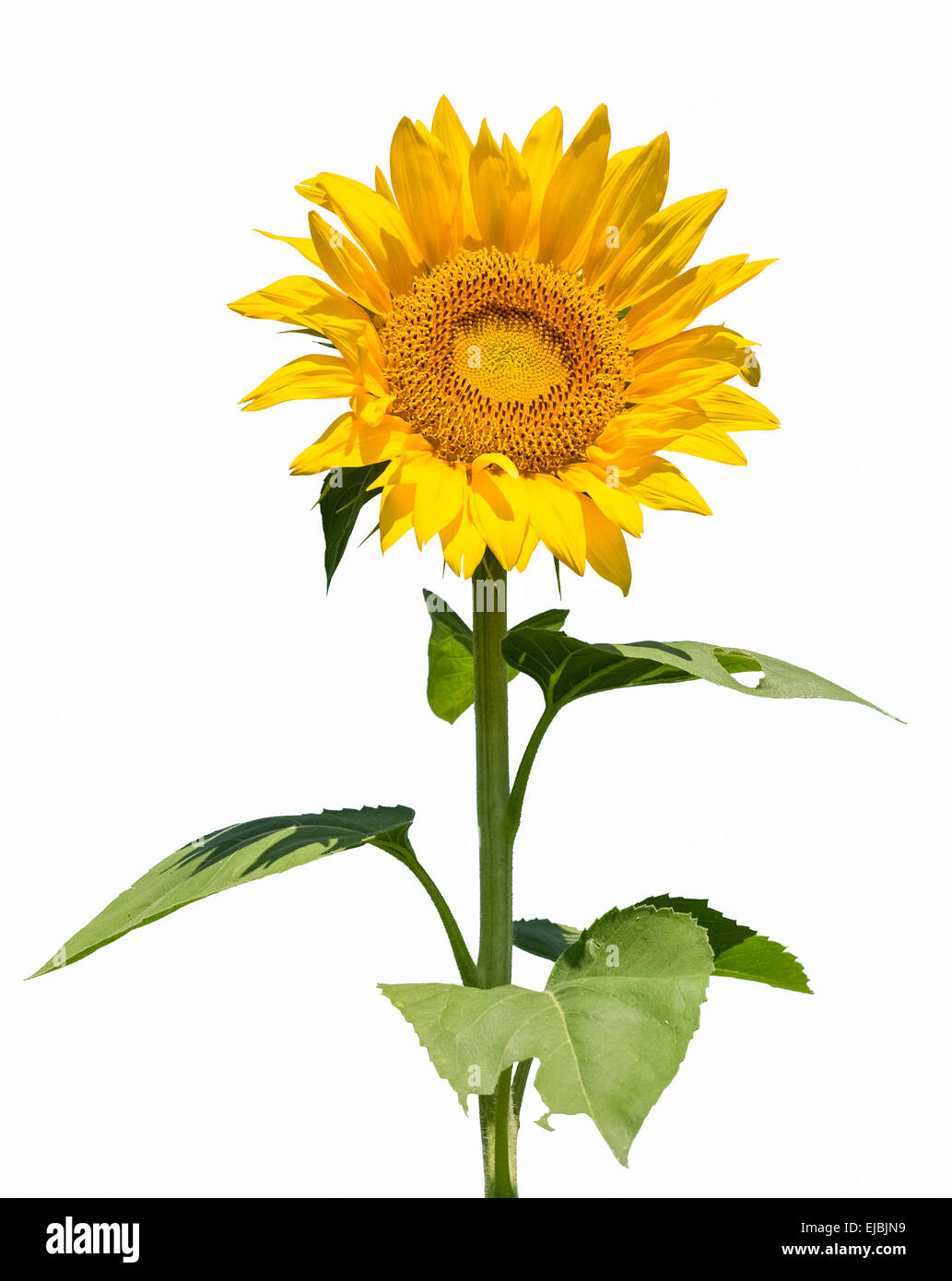 Isolated Sunflower High Resolution Stock Photography and Images - Alamy