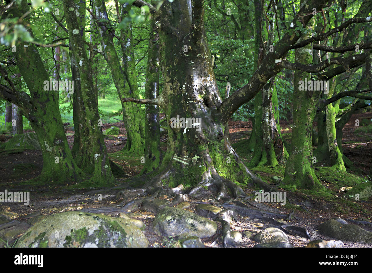 Trunks covered with moss hi-res stock photography and images - Alamy
