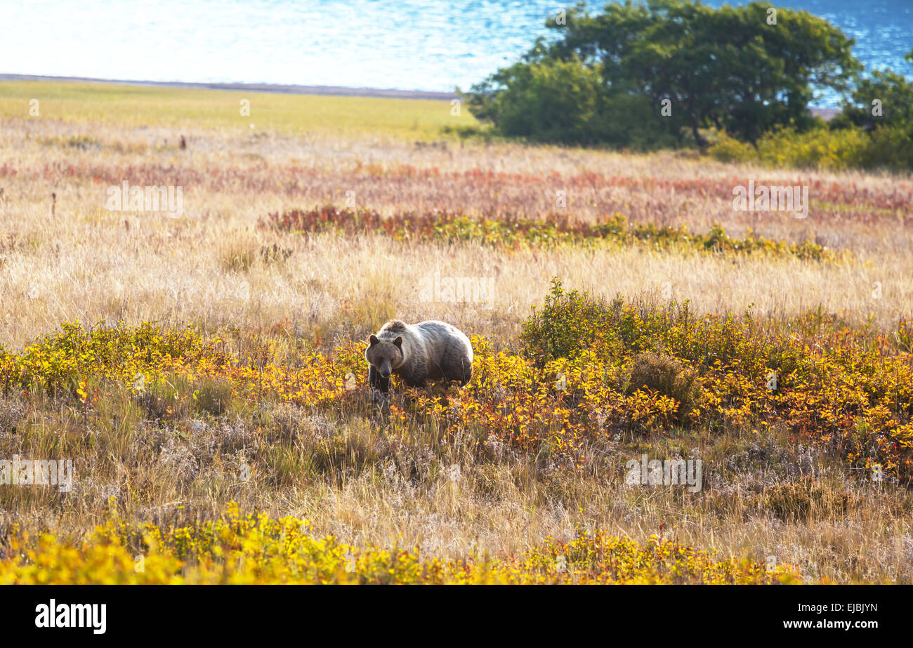 Bear grass glacier national park hi-res stock photography and images ...