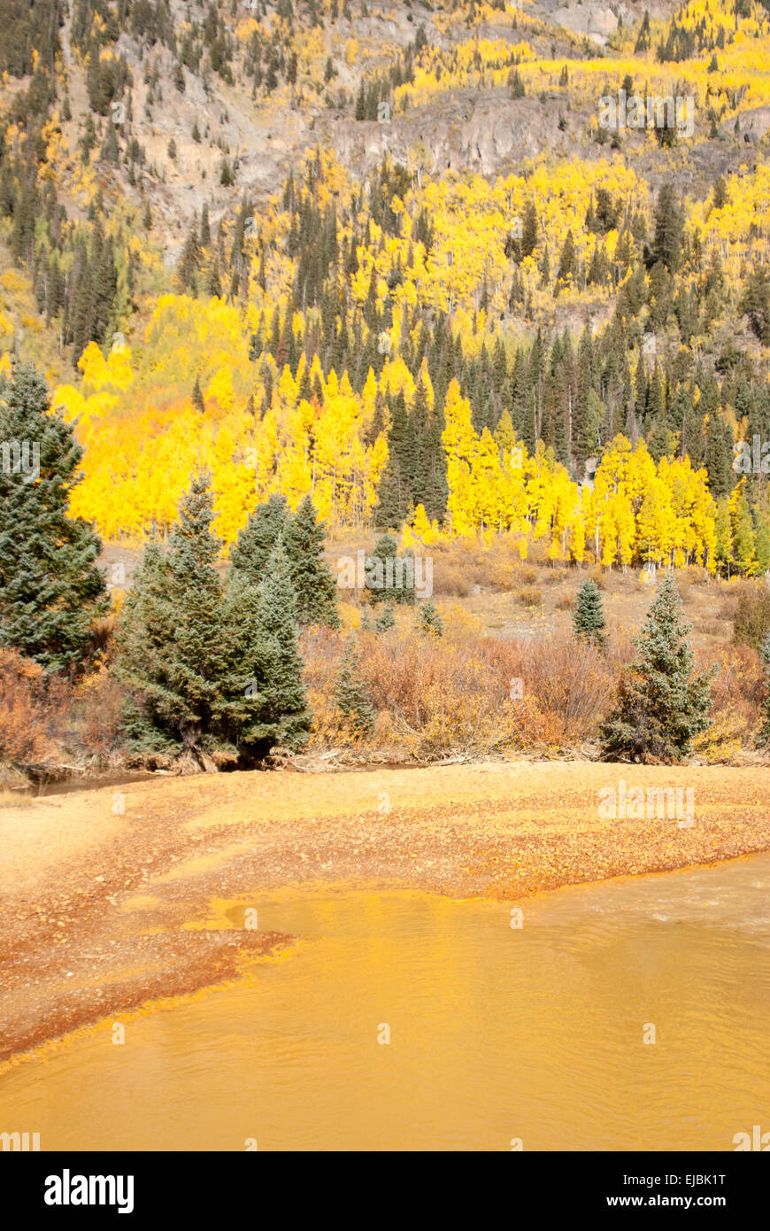 Fall colors of Colorado Stock Photo - Alamy
