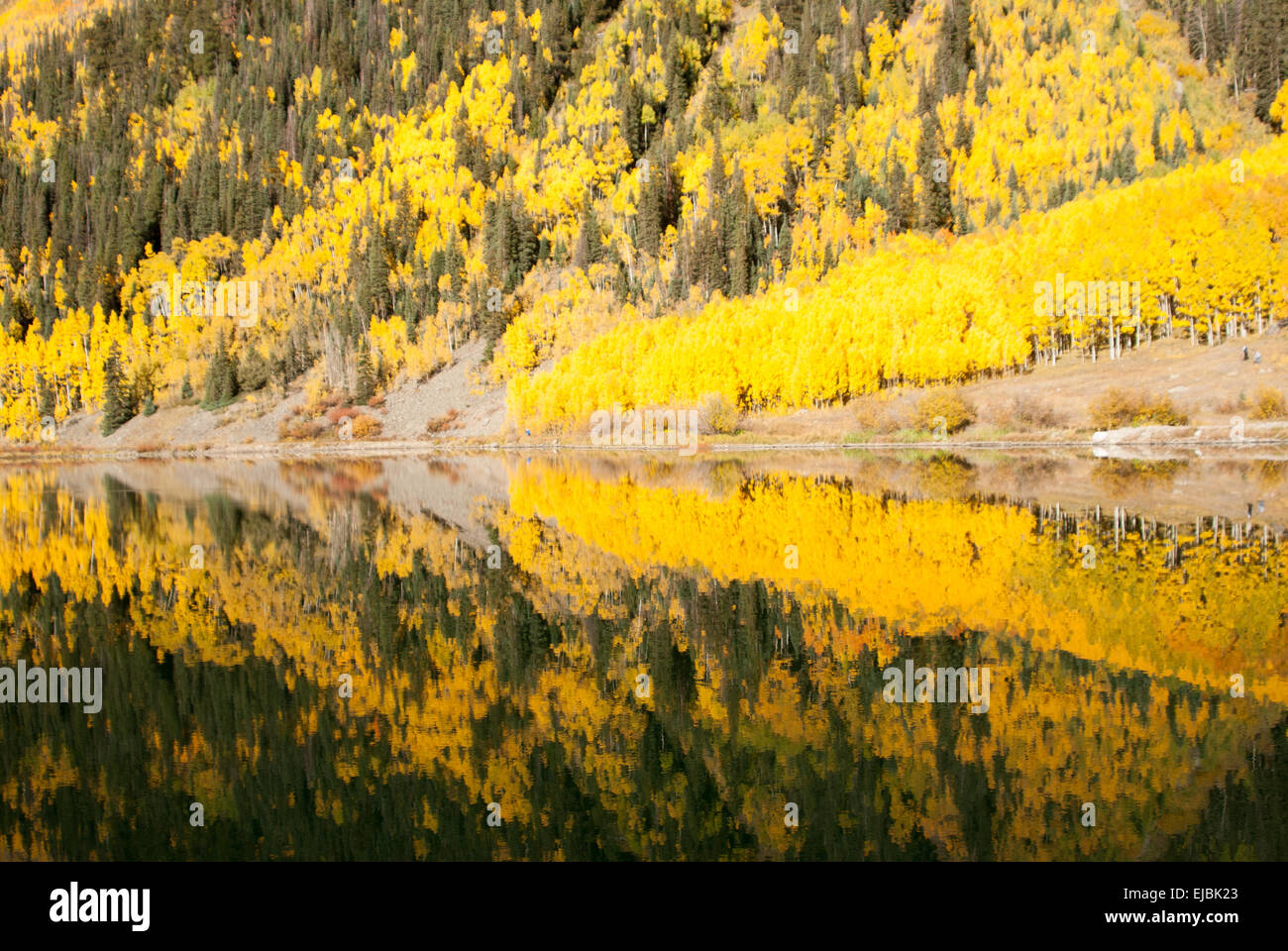 Aspen trees fall water reflections hi-res stock photography and images ...