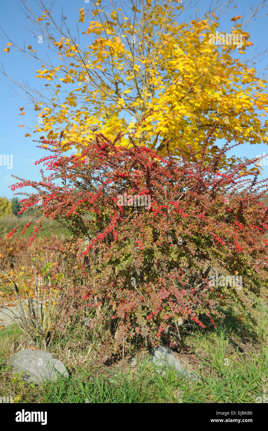 Indian barberry hi-res stock photography and images - Alamy
