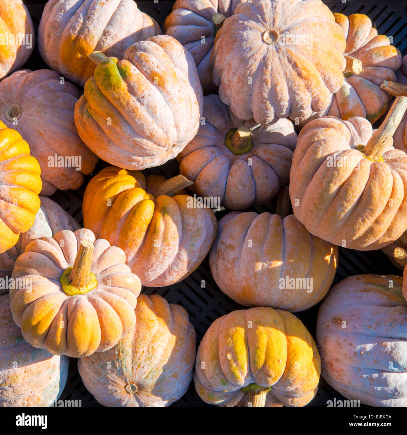 Decorative cucurbita moschata fruit hi-res stock photography and images ...