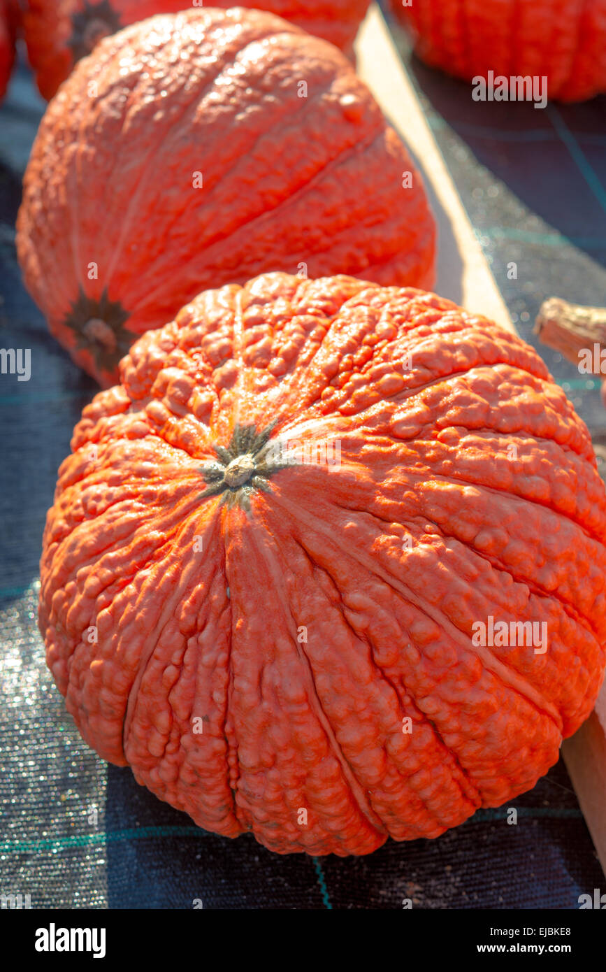 Indian pumpkin hi-res stock photography and images - Alamy