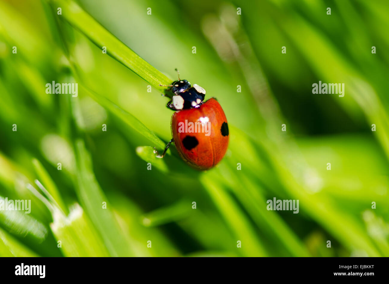 Lady bug grass hi-res stock photography and images - Alamy