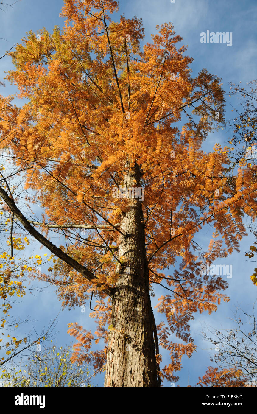 Redwood trees autumn hi-res stock photography and images - Alamy