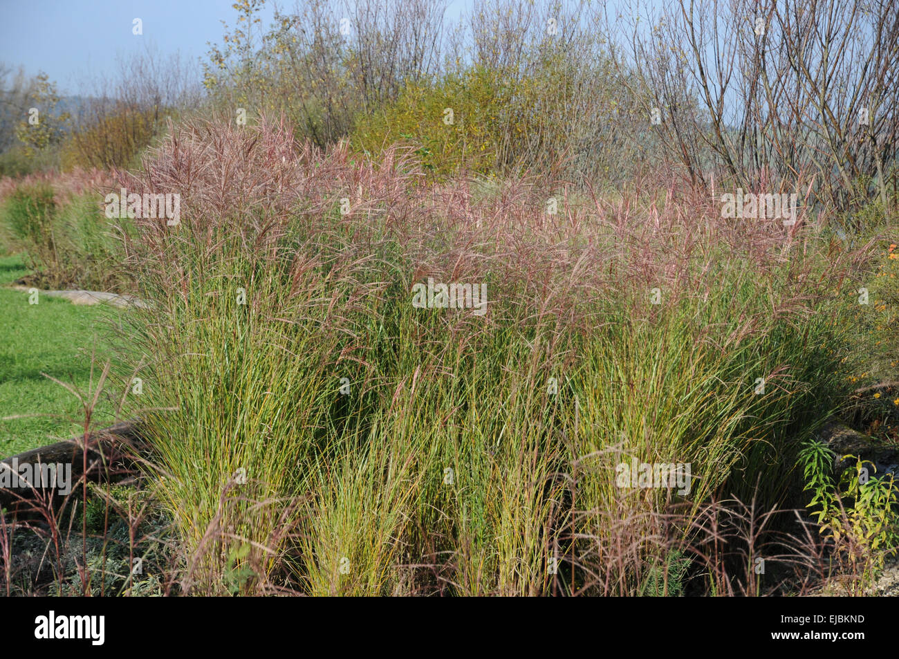 Miscanthus sinensis gracillimus gras hi-res stock photography and ...