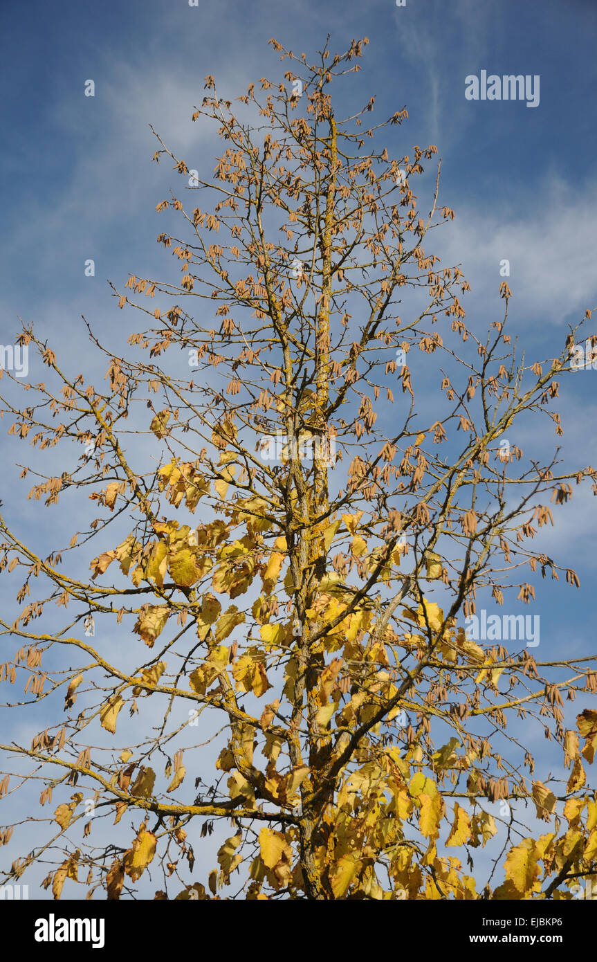 Corylus Colurna Baumhasel Turkish Hazel High Resolution Stock ...