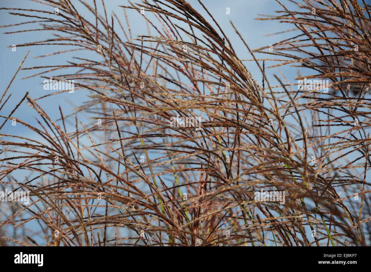 Chinese silver grass Stock Photo - Alamy