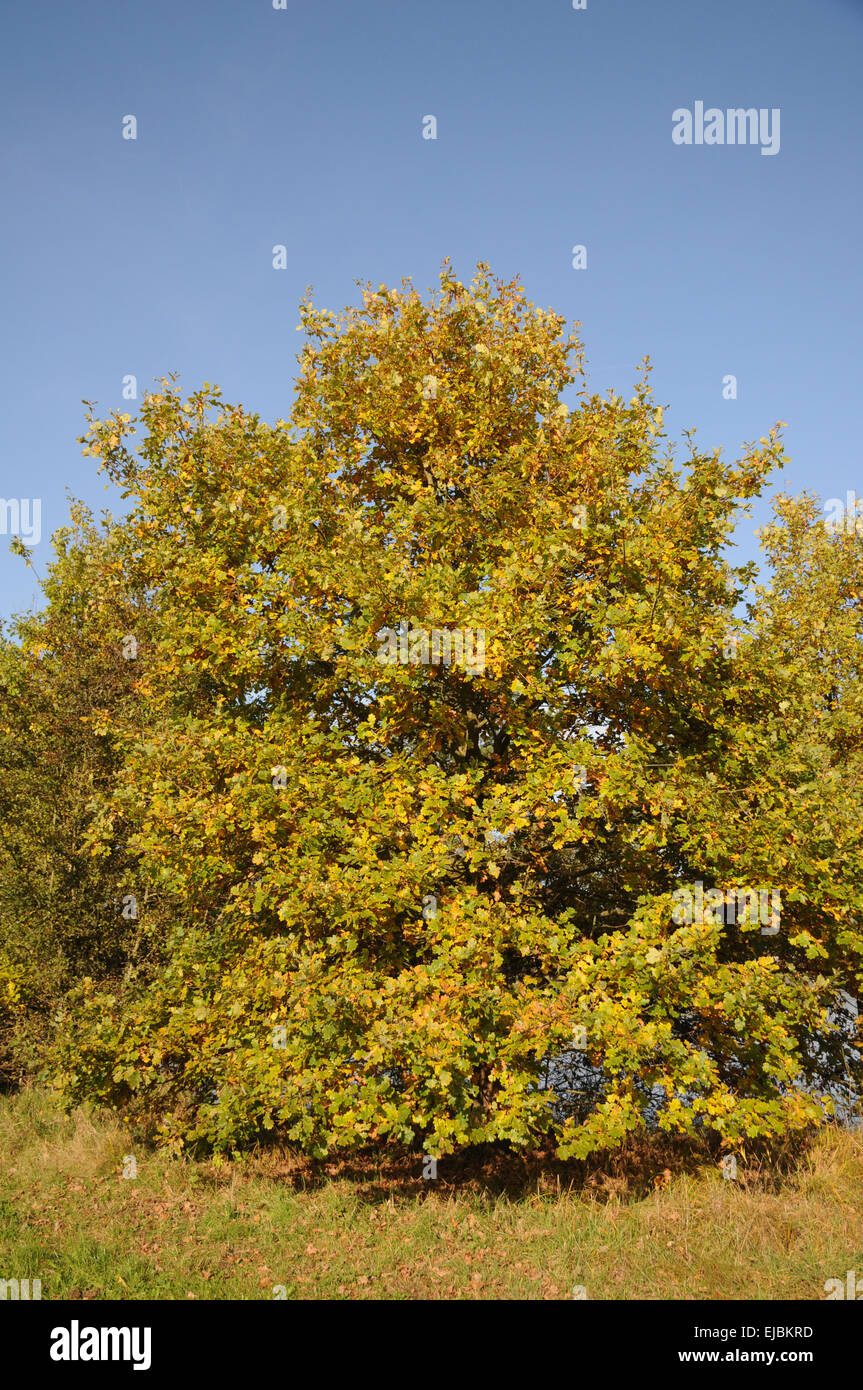 Roteich hi-res stock photography and images - Alamy