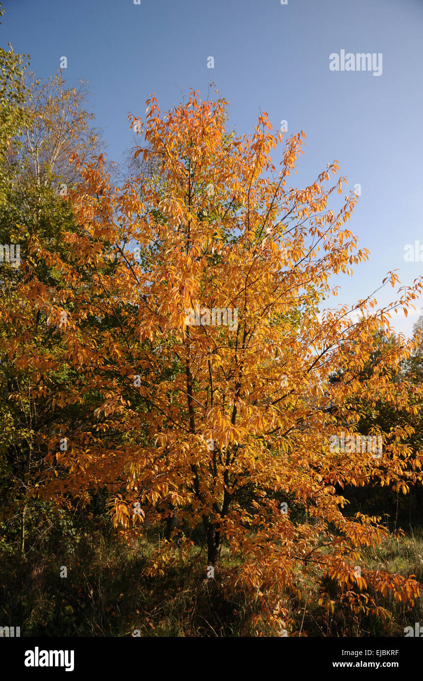 Fall colors cherry trees hi-res stock photography and images - Alamy