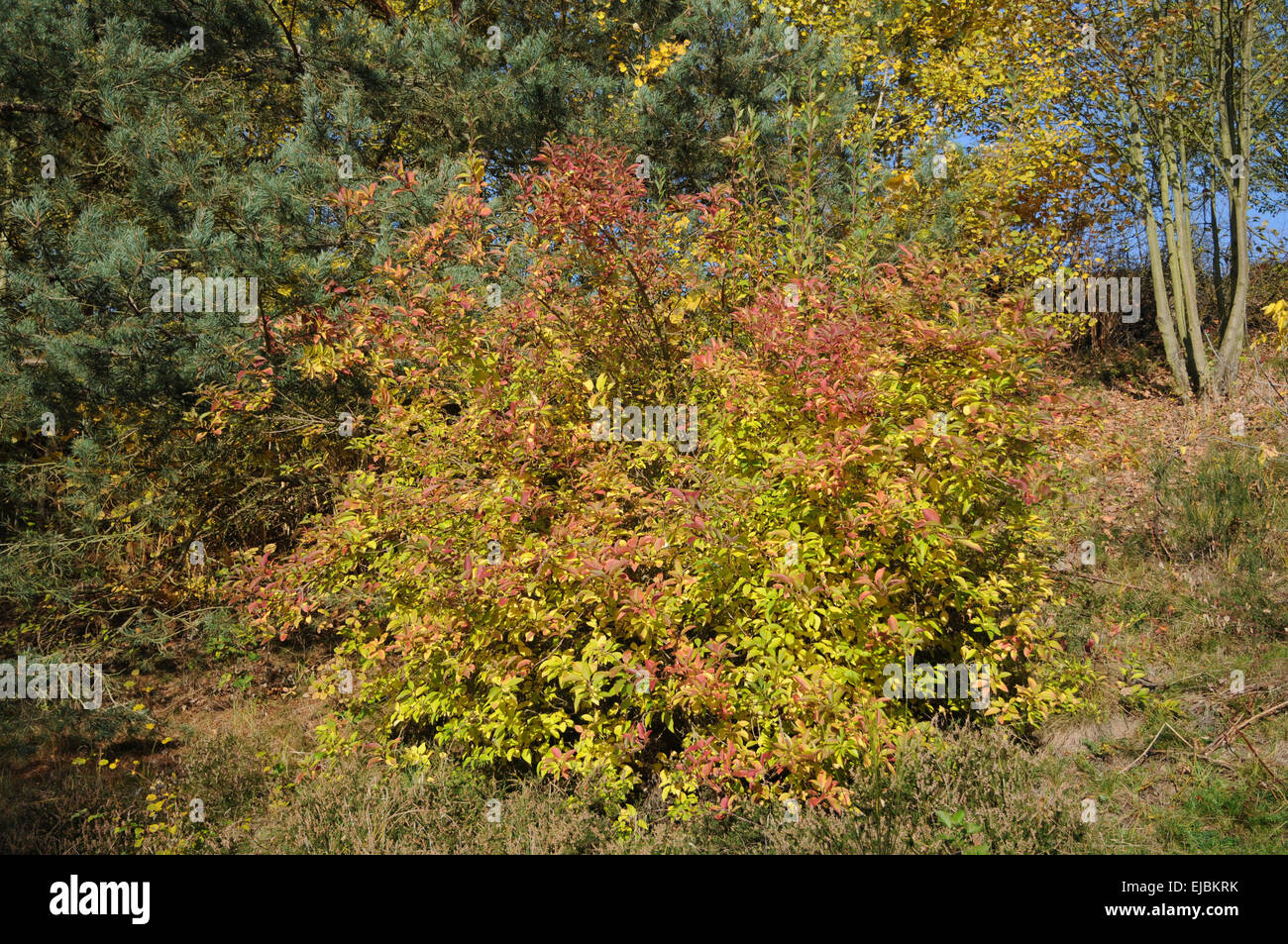 Forsythia leaves hi-res stock photography and images - Alamy