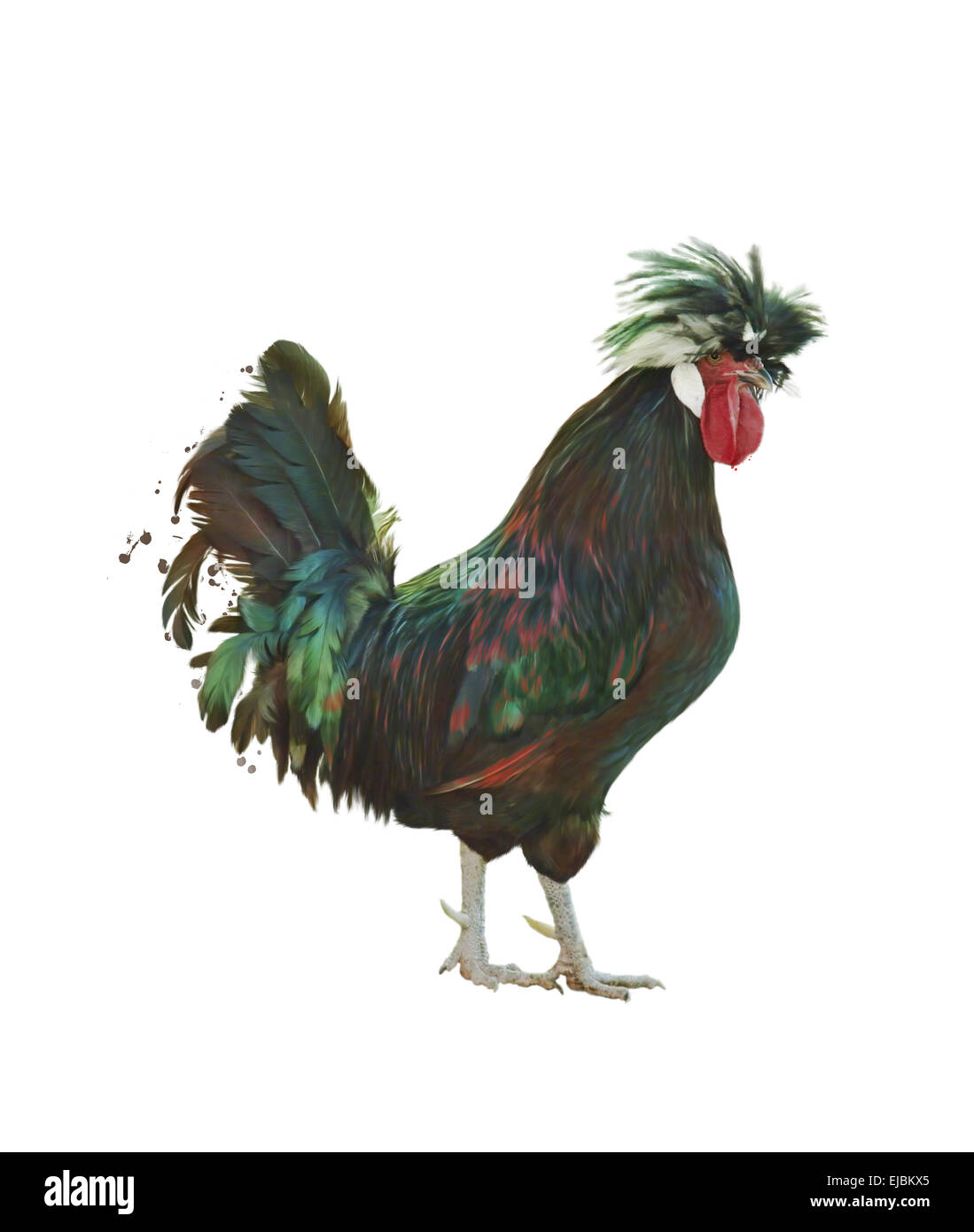 Green rooster Cut Out Stock Images & Pictures - Alamy