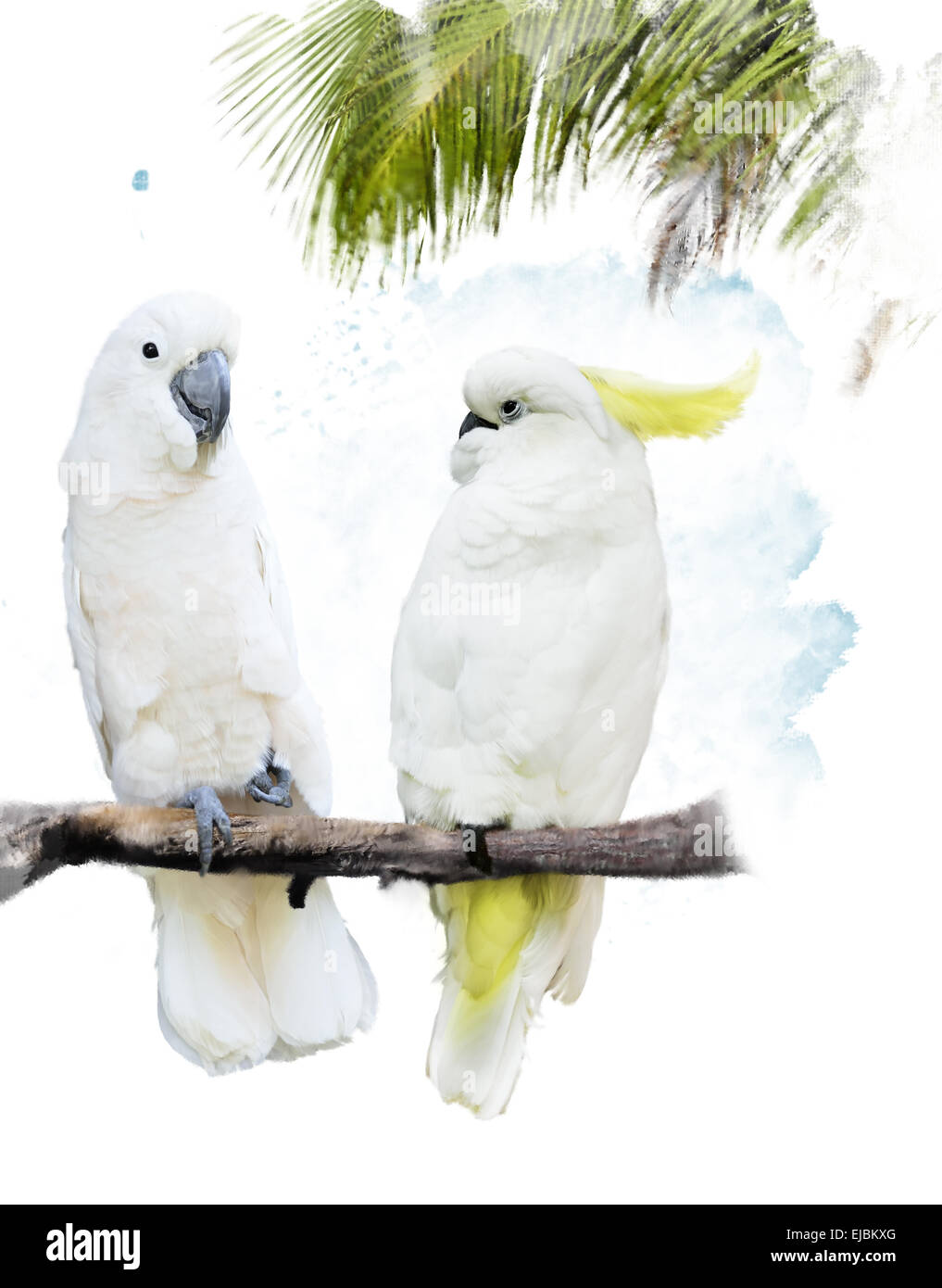 White parrots hi-res stock photography and images - Alamy