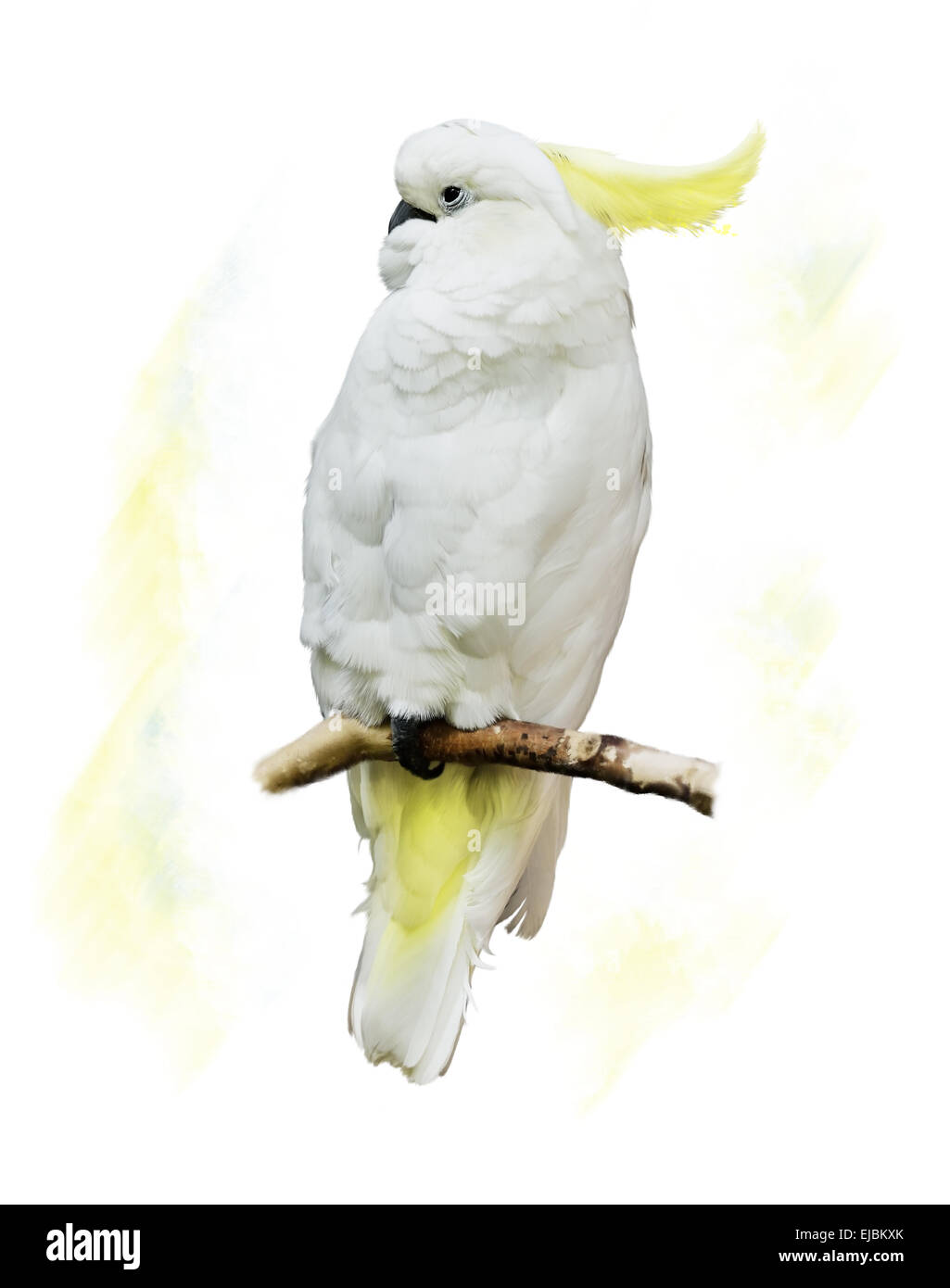 White parrot Cut Out Stock Images & Pictures - Alamy