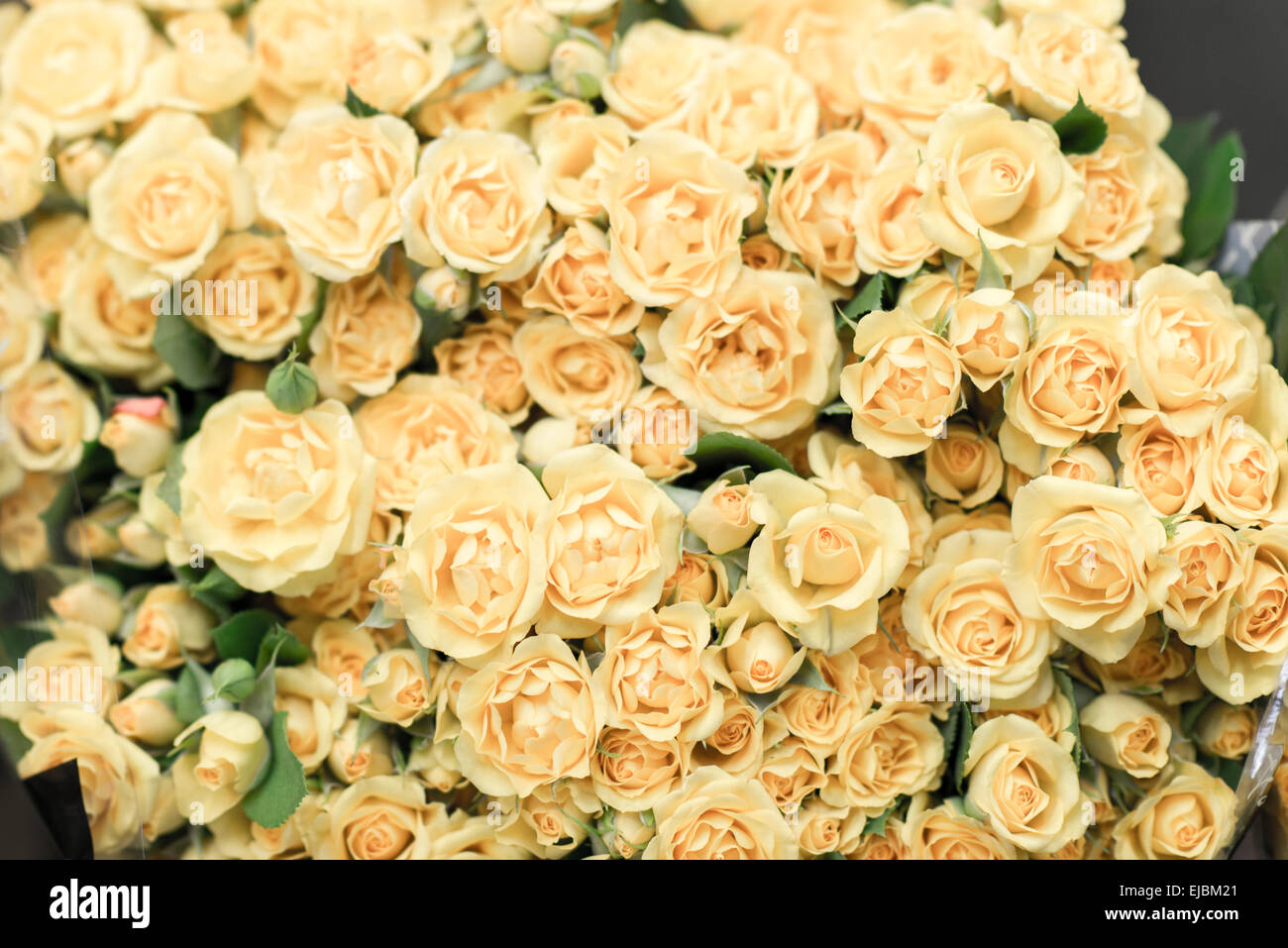 Cut yellow roses hi-res stock photography and images - Alamy