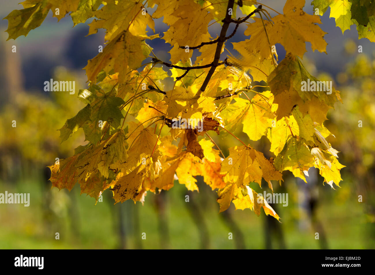 Vines leaves hi-res stock photography and images - Alamy