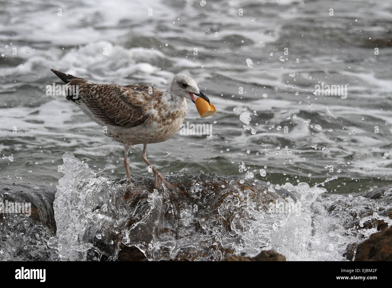 Seagull food hi-res stock photography and images - Alamy