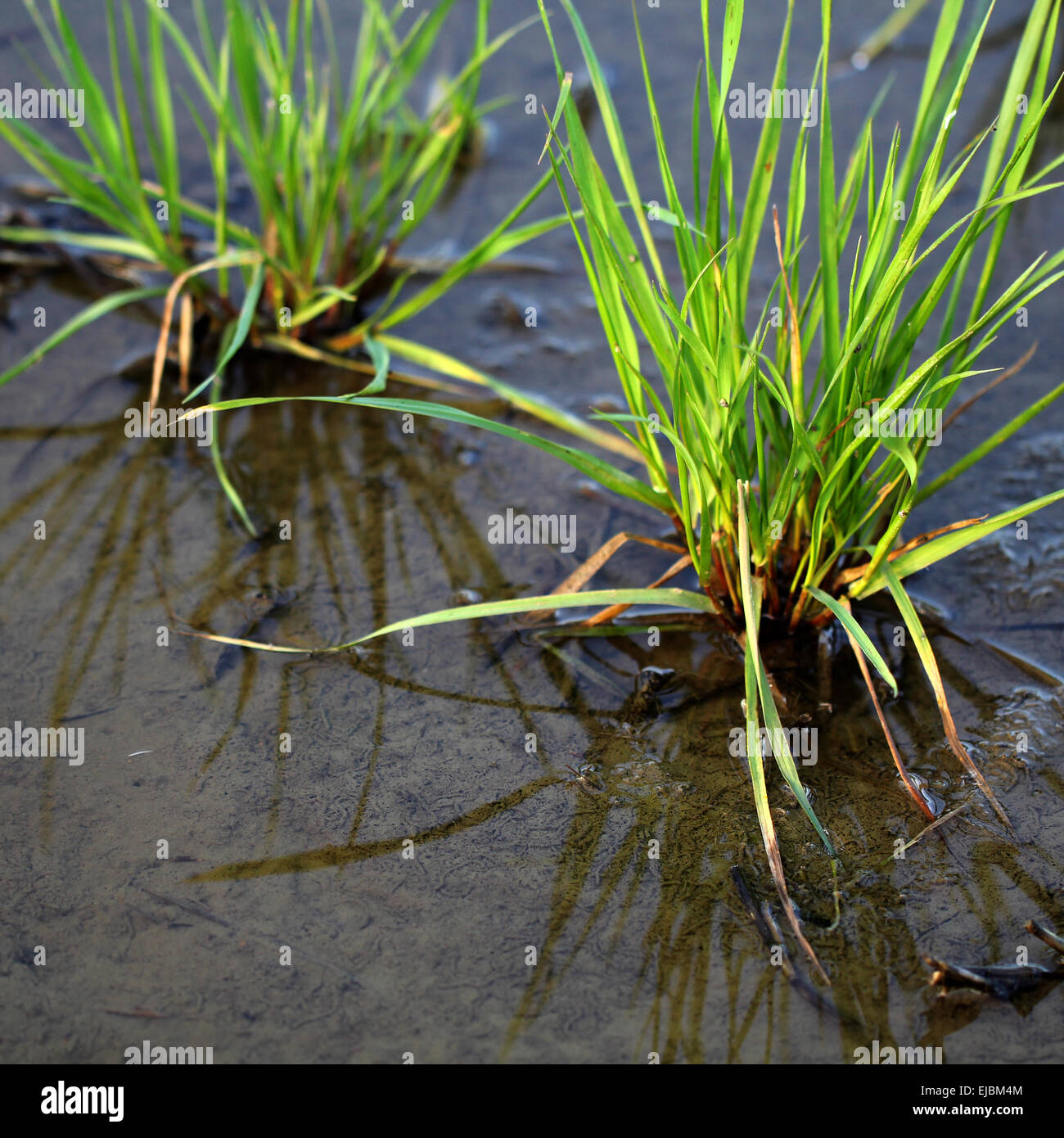 Puddle grass hi-res stock photography and images - Alamy