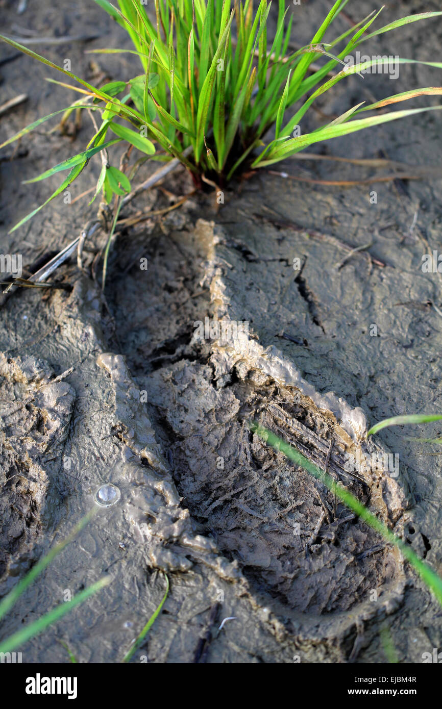Footprint and mud hi-res stock photography and images - Alamy