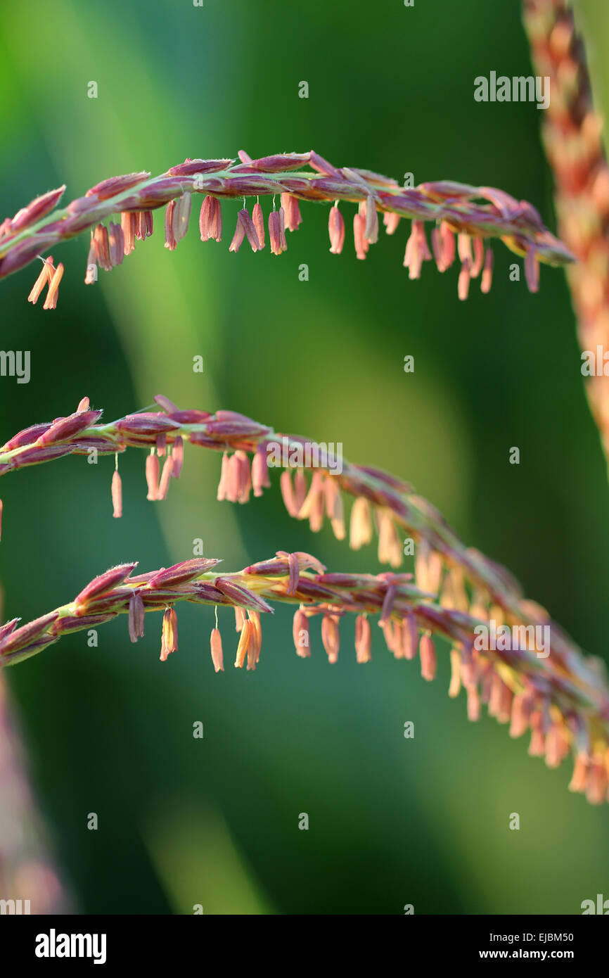 Male Flowers Zea Mays Stock Photo - Alamy
