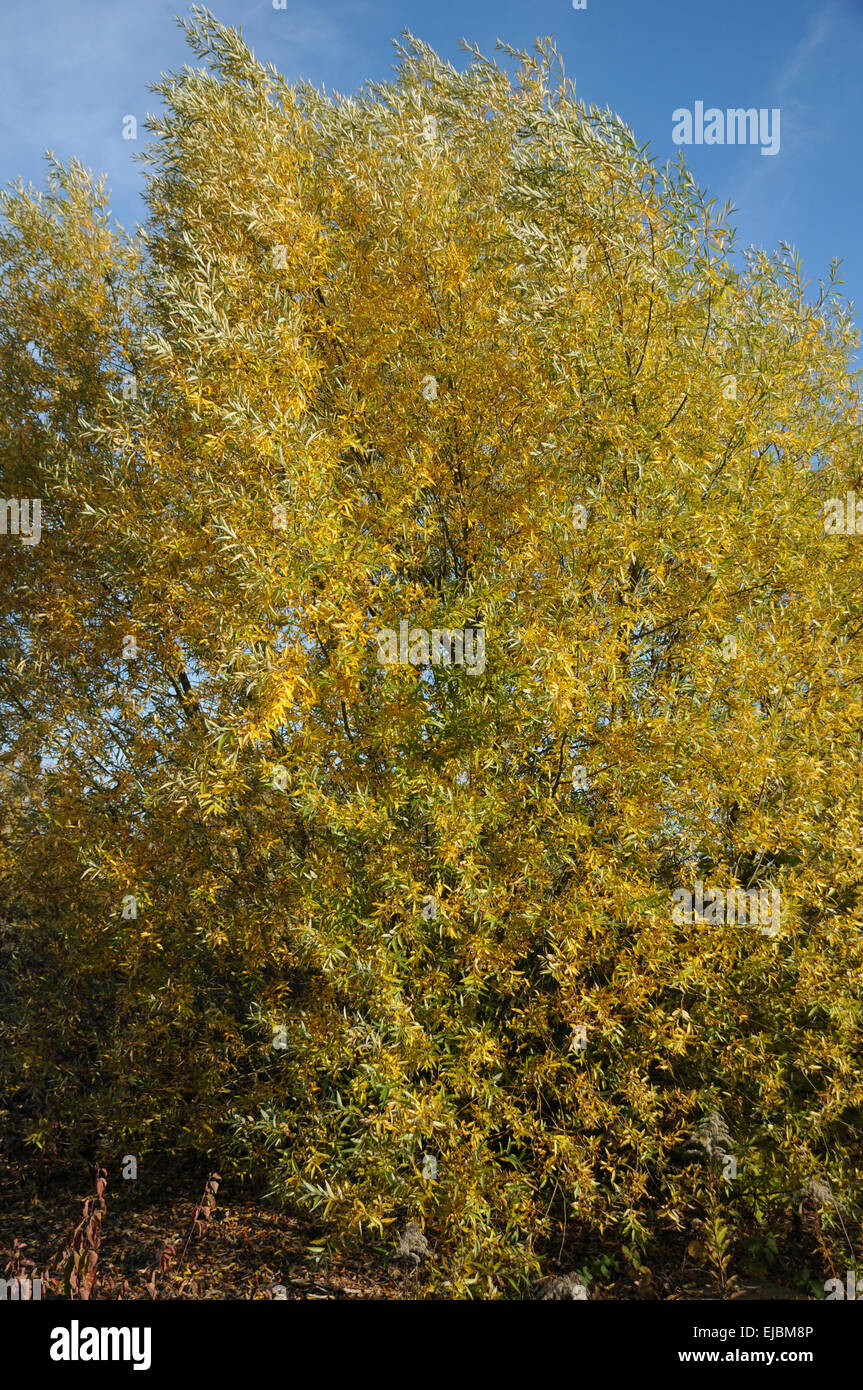 Indian summer willow shrubs hi-res stock photography and images - Alamy