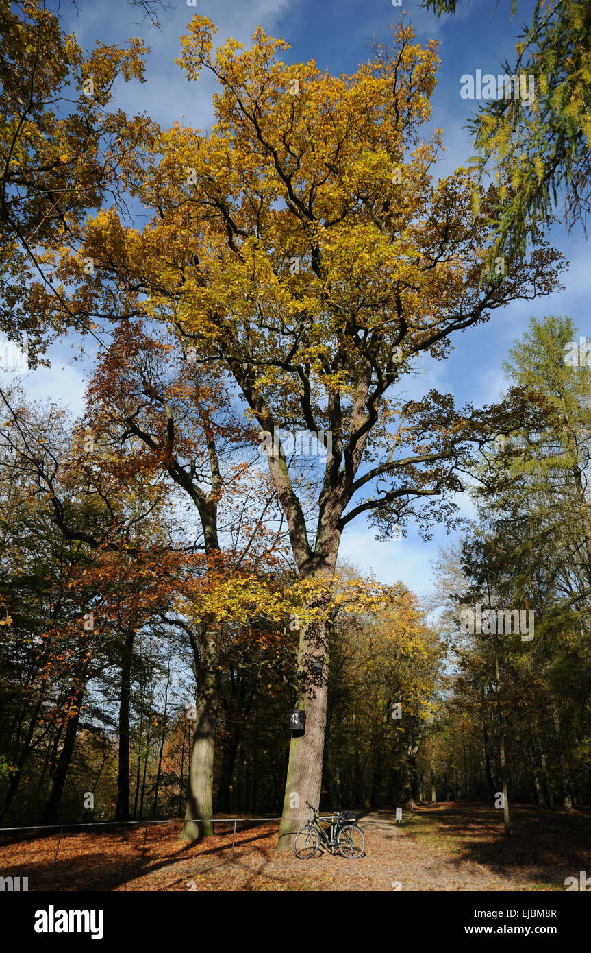 Leaf trees leaves acorn oak nuts nut oaks hi-res stock photography and ...