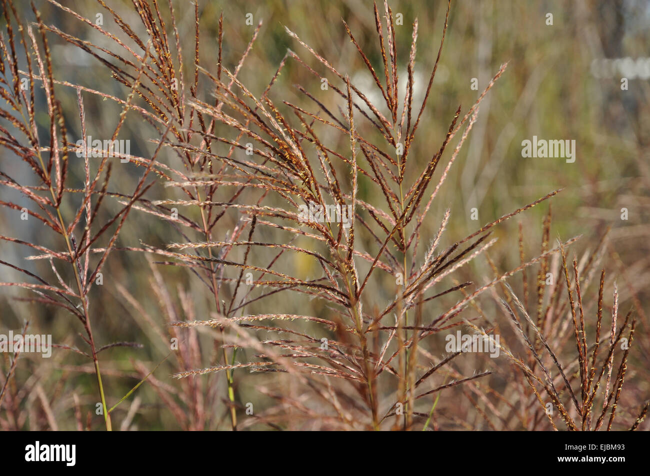 Chinese silver grass Stock Photo - Alamy