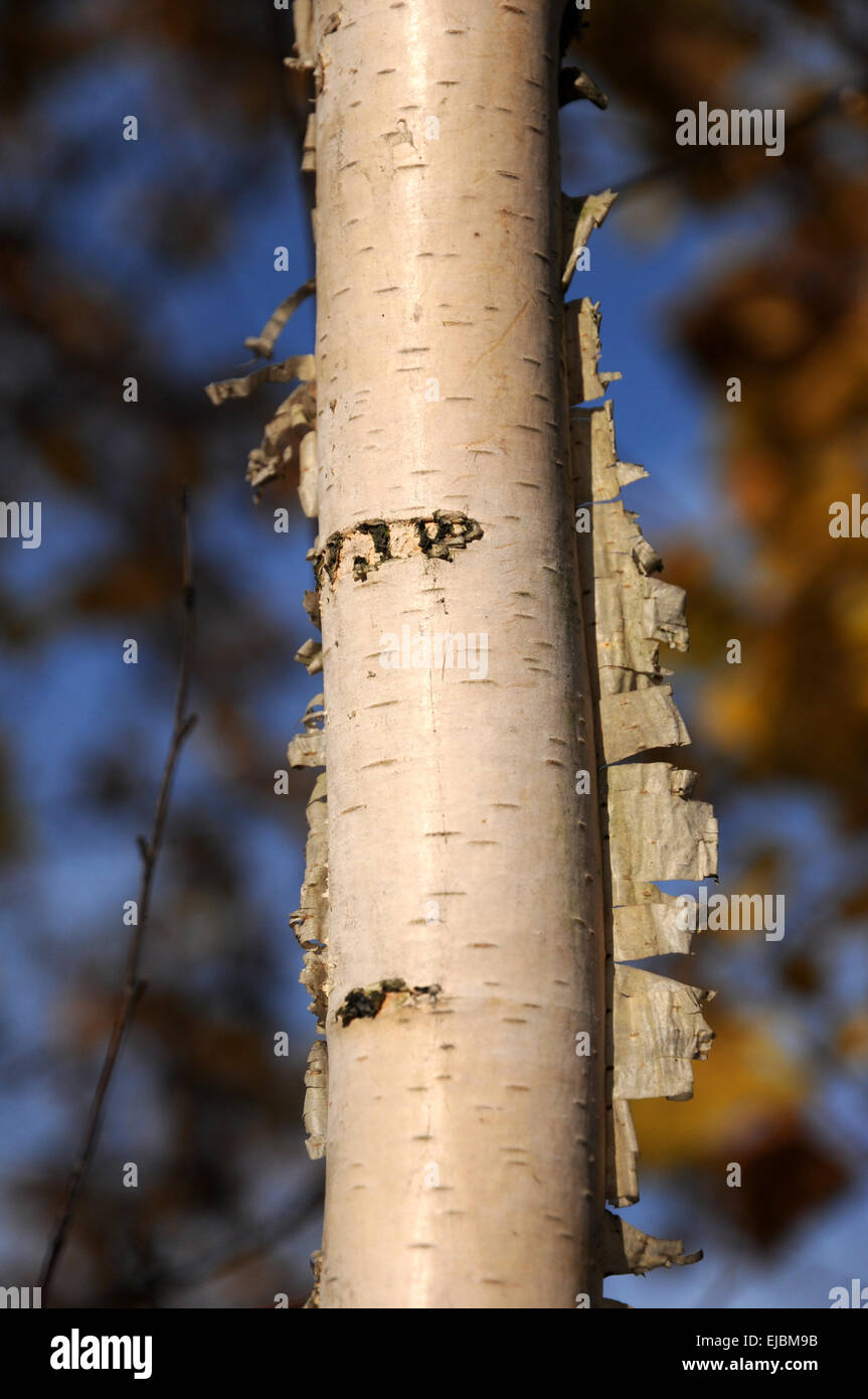 Verru hi-res stock photography and images - Alamy