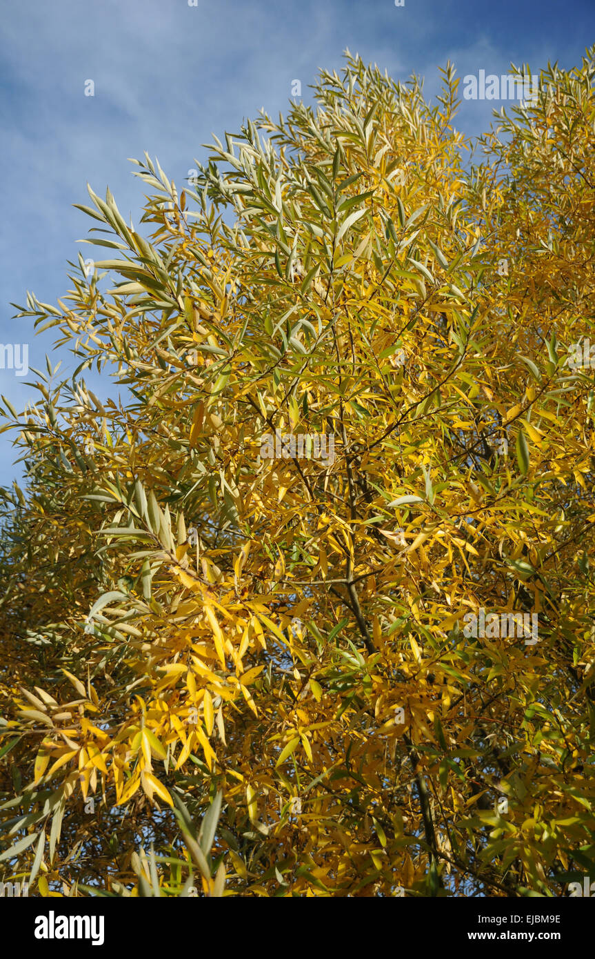 Silberweiden shrub hi-res stock photography and images - Alamy