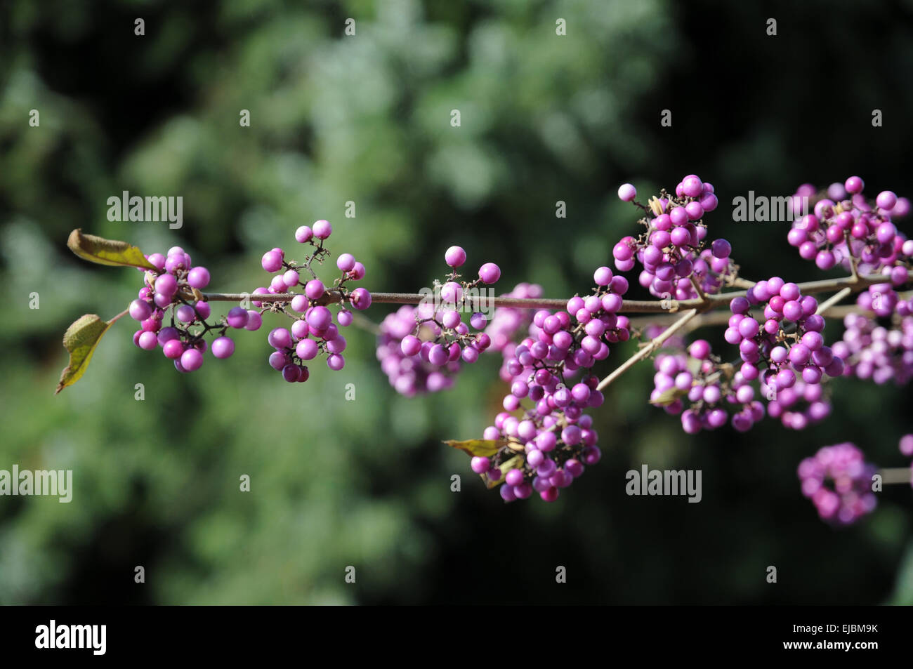 Beautyberry Fruit High Resolution Stock Photography and Images - Alamy