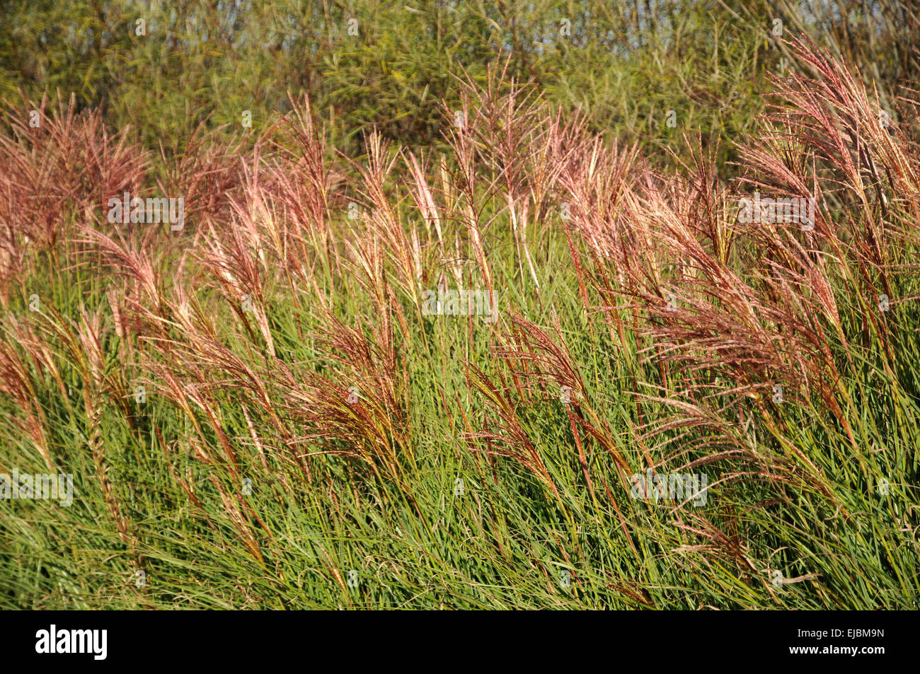 Chinese silver grass Stock Photo - Alamy
