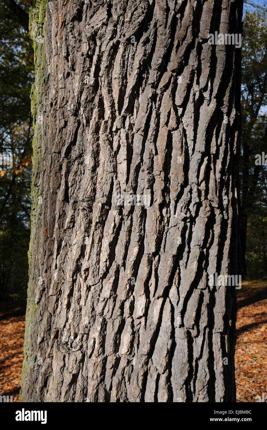 Stieleiche blatt hi-res stock photography and images - Alamy