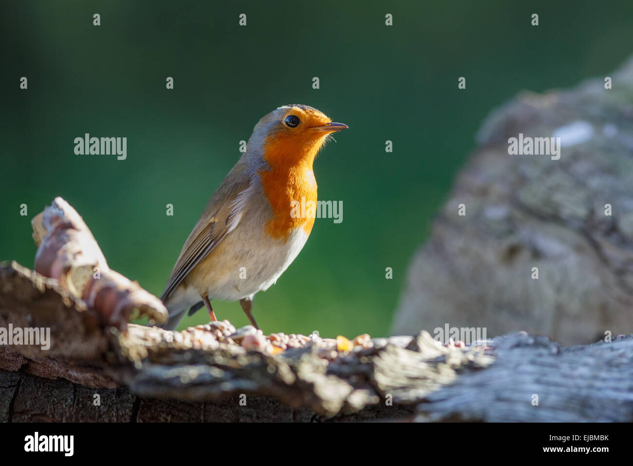 Chirping robin hi-res stock photography and images - Alamy