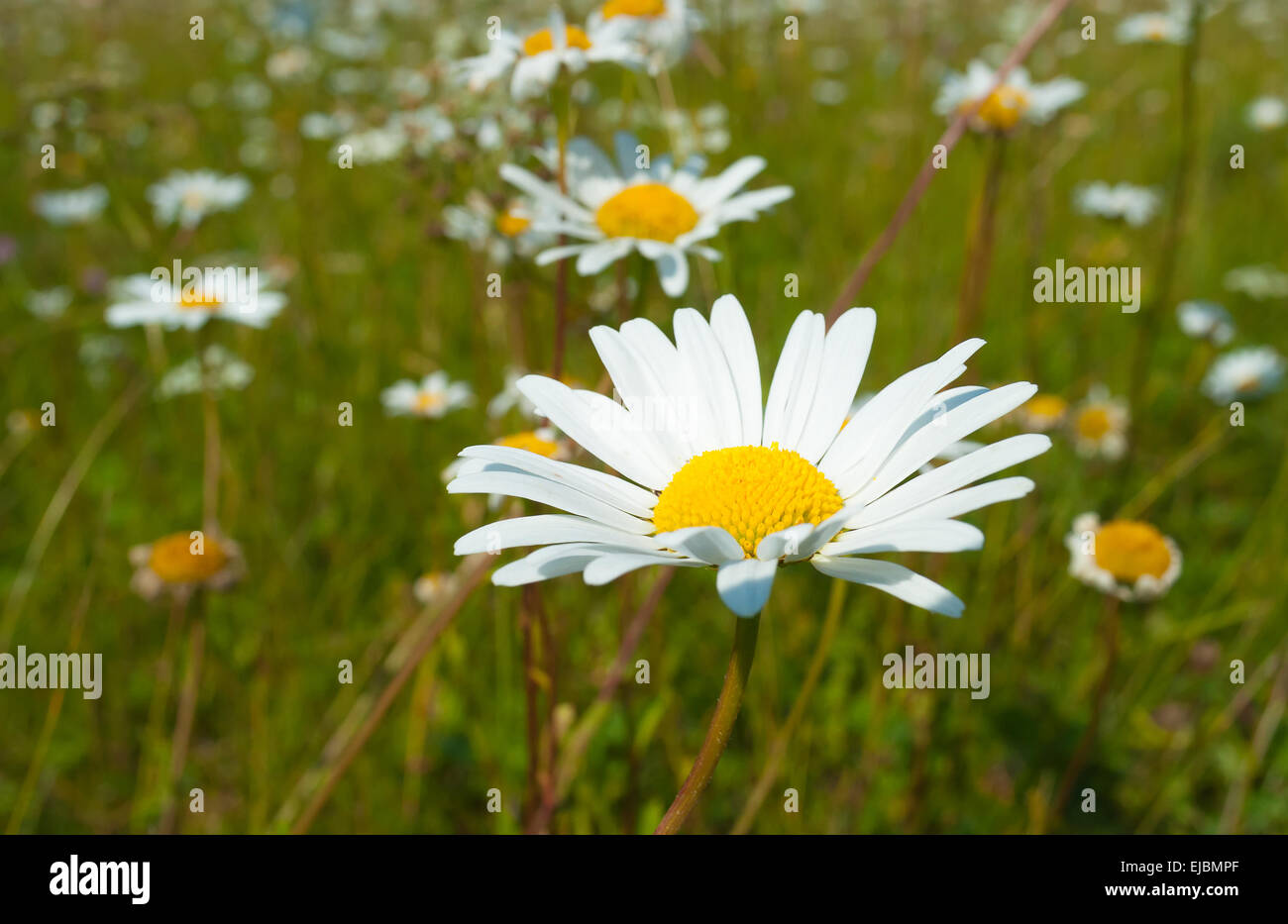 Beautiful flower daisy in field Stock Photo - Alamy