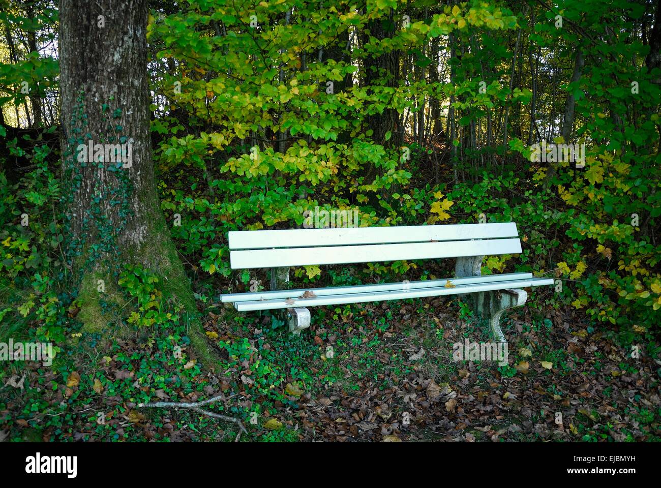 Bench in the forest Stock Photo - Alamy