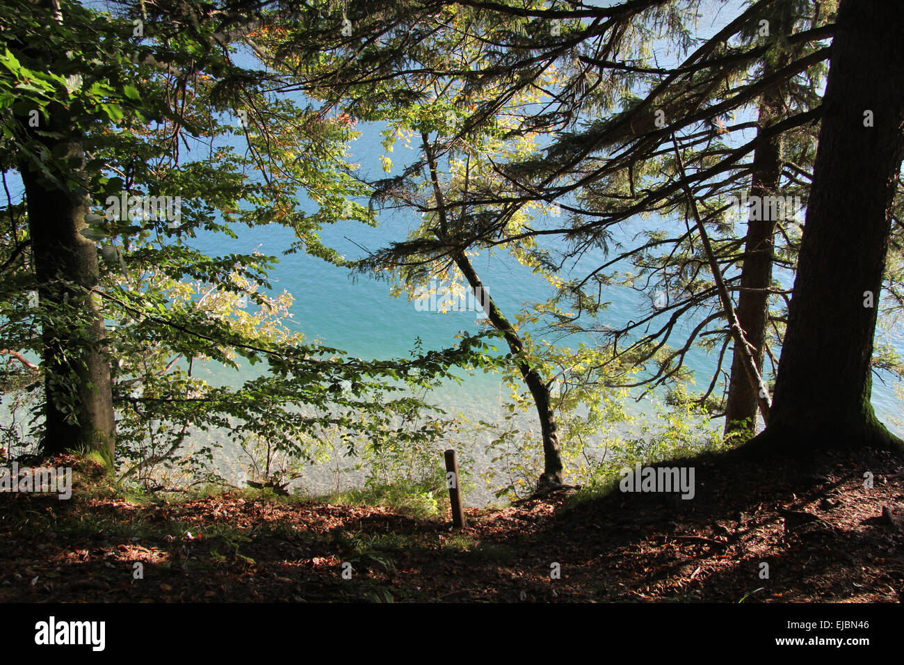 Lake view with trees hi-res stock photography and images - Alamy