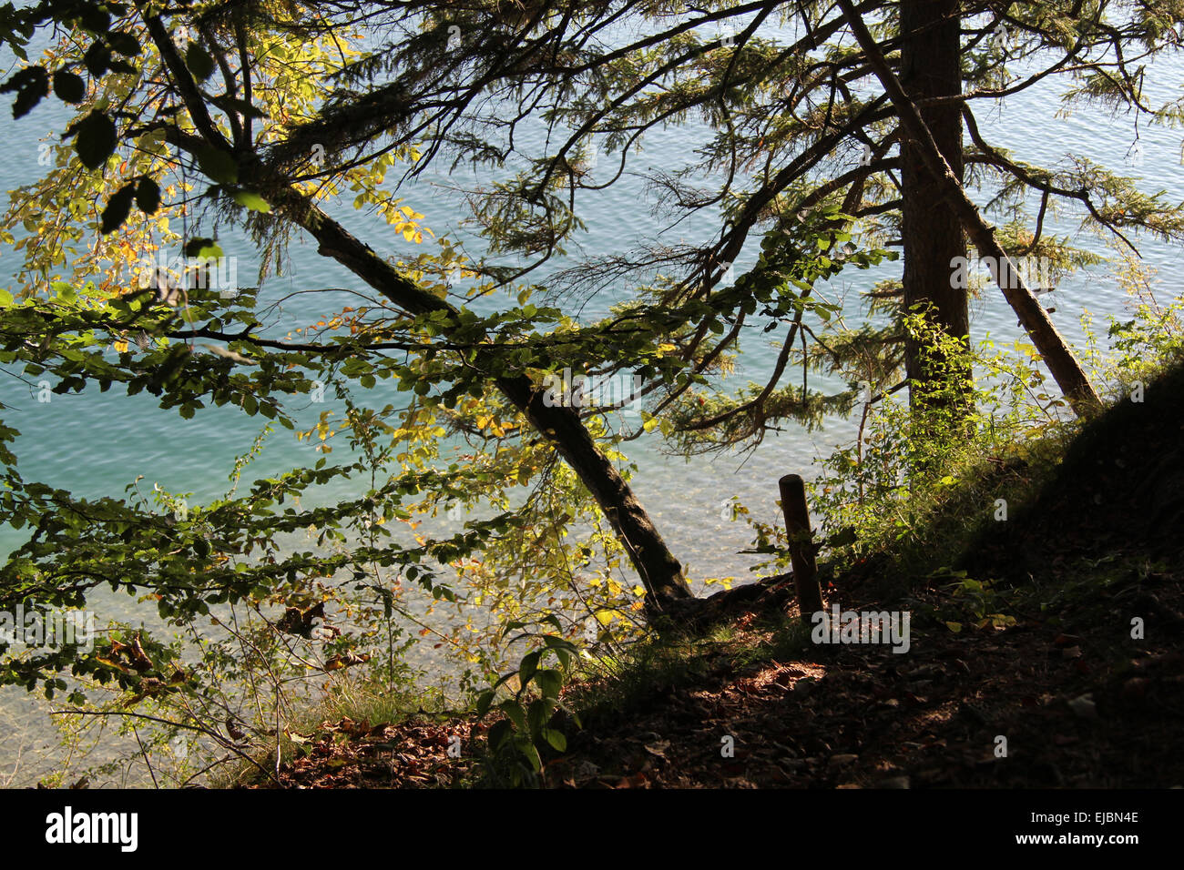 View through trees on lake Stock Photo - Alamy