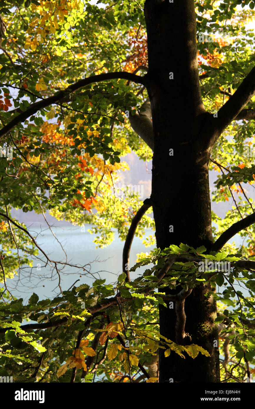View through tree hi-res stock photography and images - Alamy