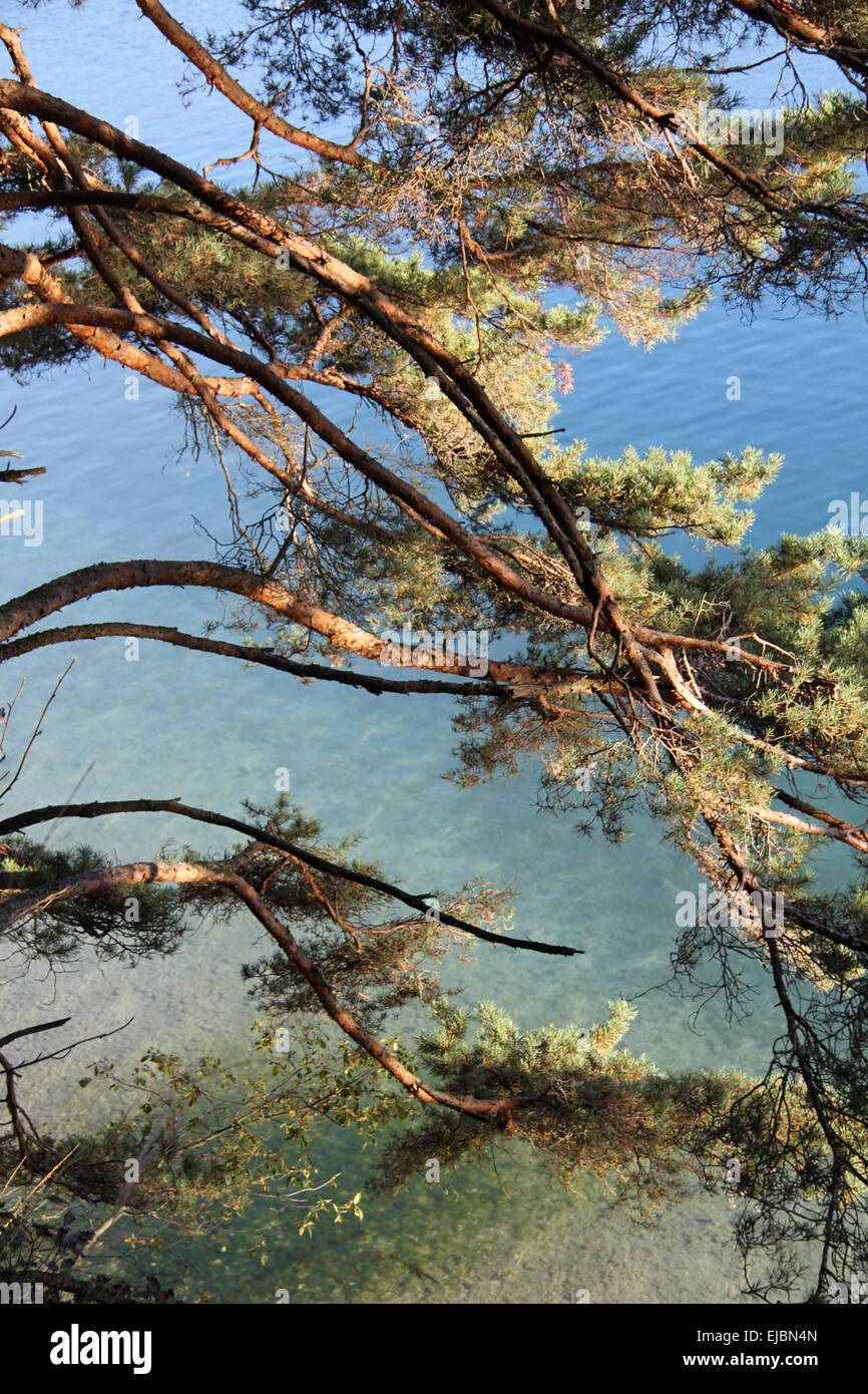 View through the tree hi-res stock photography and images - Alamy