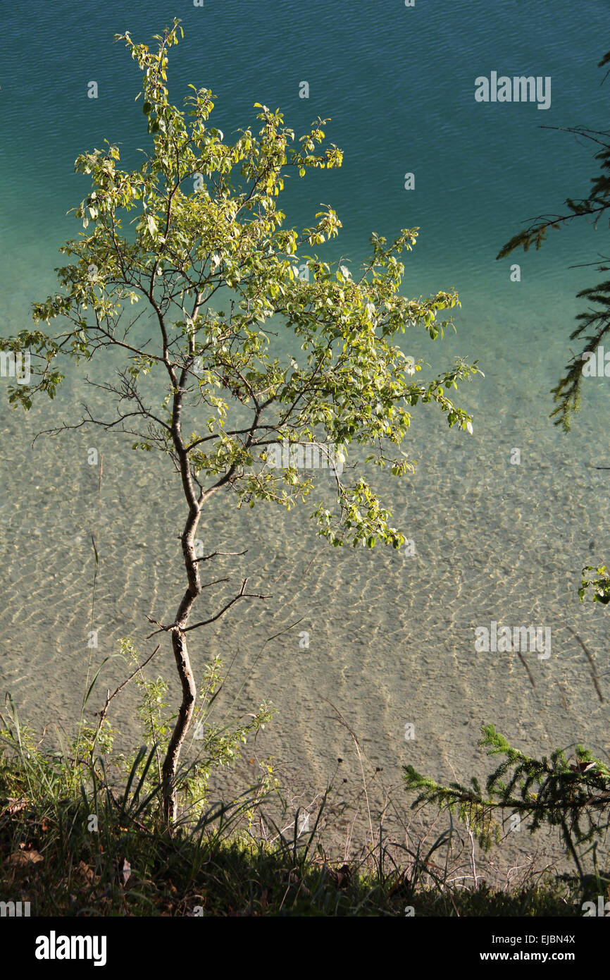 View through tree on lake Stock Photo - Alamy