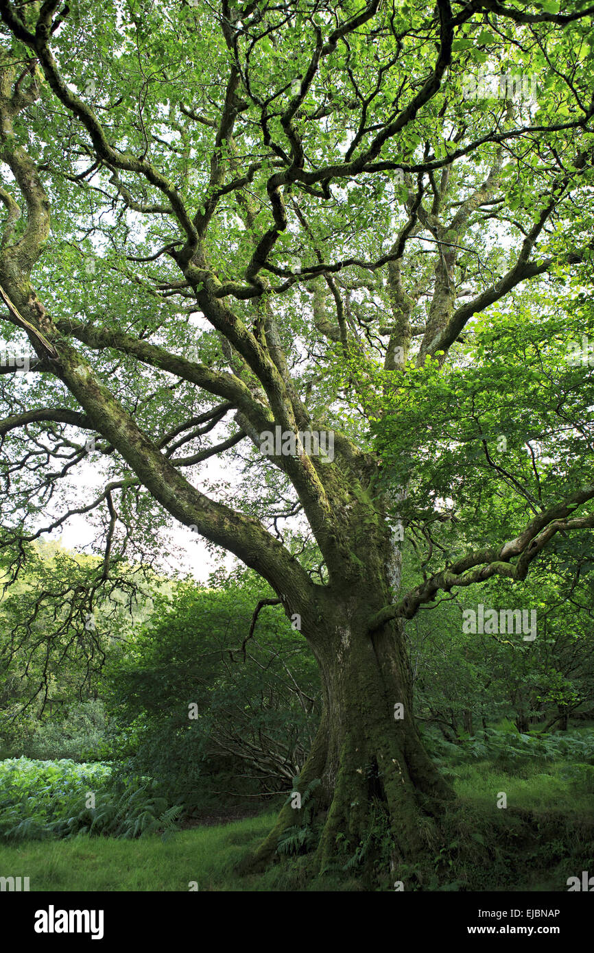 Beautiful spreading tree Stock Photo - Alamy