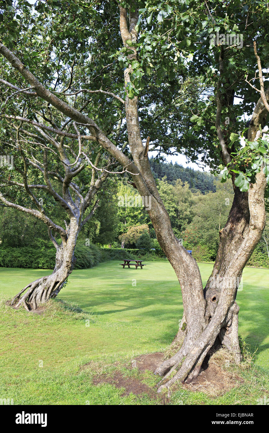 Beautiful winding trees Stock Photo - Alamy